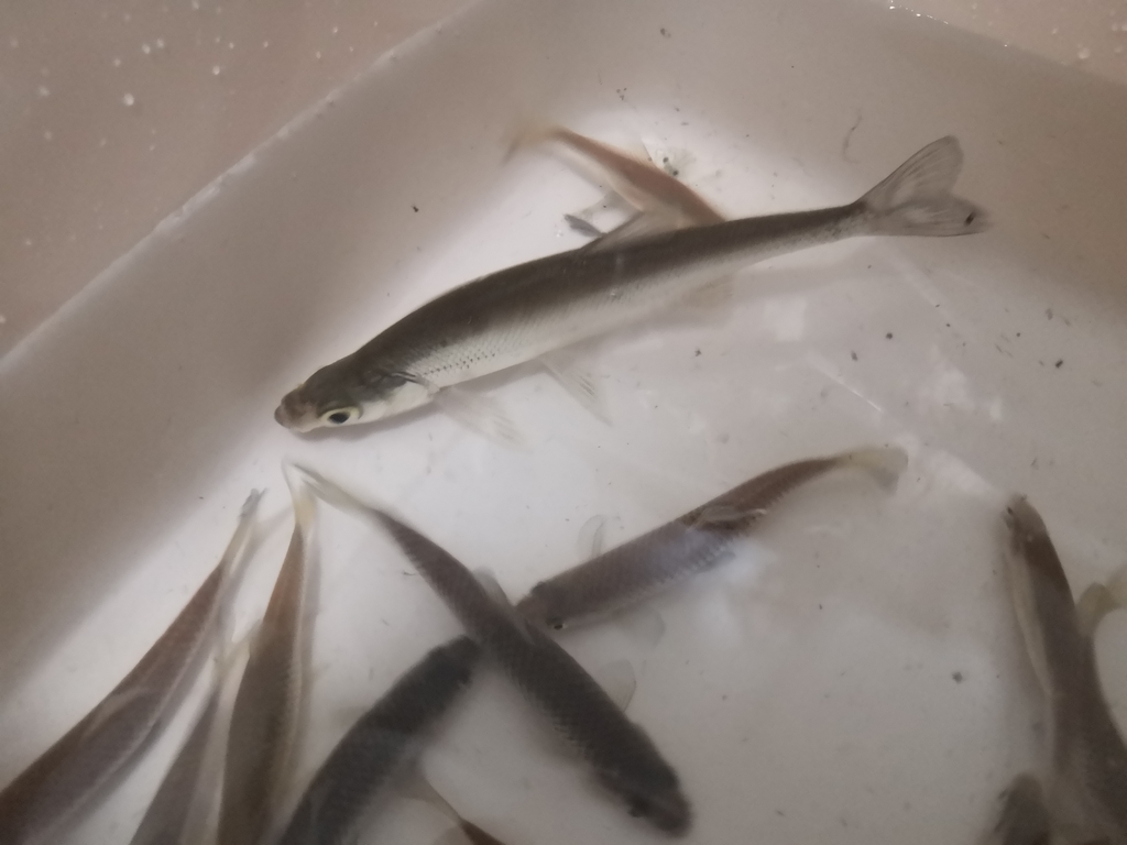 predatory carp from 湖北省武汉市洪山区武汉理工大学南湖新校区武汉理工大学南湖校区 on March 25, 2022 at ...