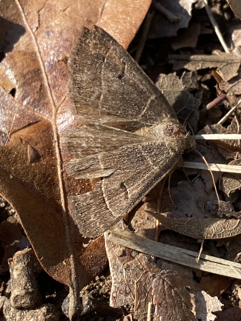 Common Oak Moth from River Legacy Park, Arlington, TX, US on March 26 ...