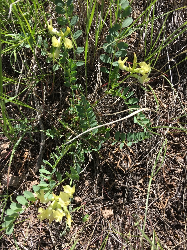 Egg Milkvetch from Garfield County, US-CO, US on May 21, 2018 at 10:25 ...