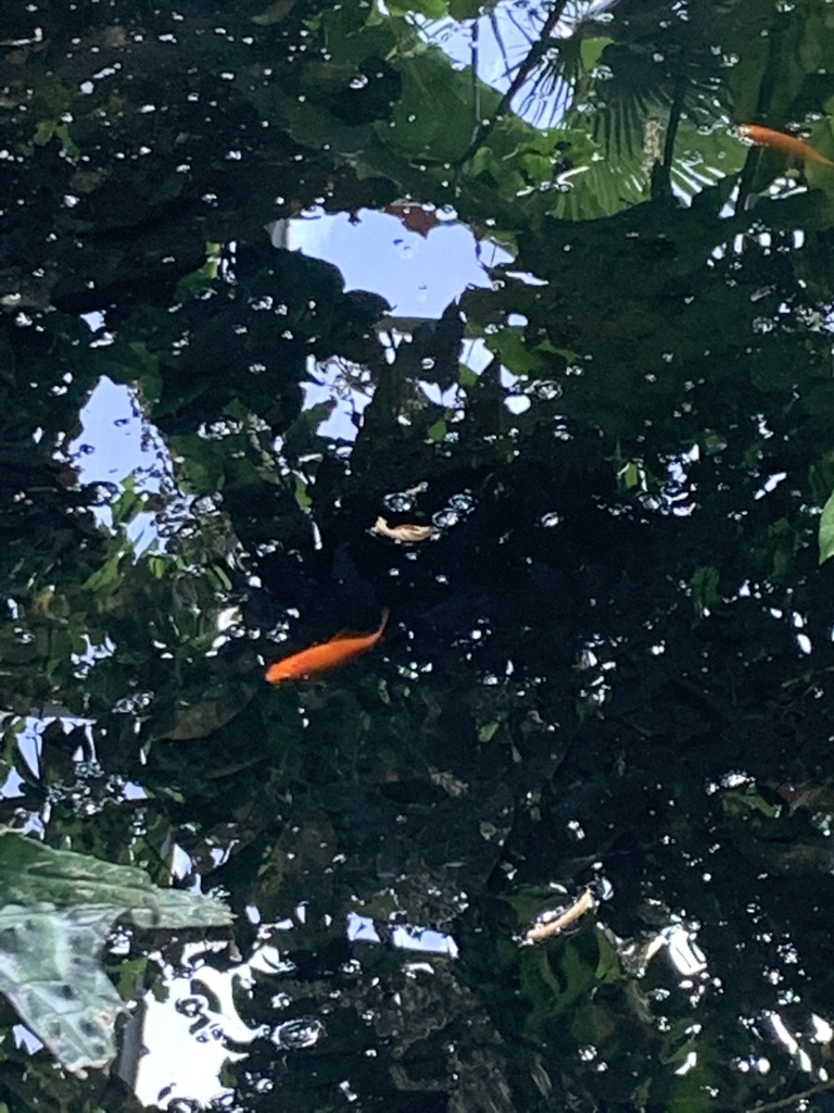 Goldfish from Brooklyn Botanic Garden, New York, NY, US on March 26 ...