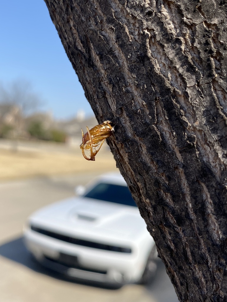 Ash and Lilac Borer Moths from Glastonburg Ln, The Colony, TX, US on ...