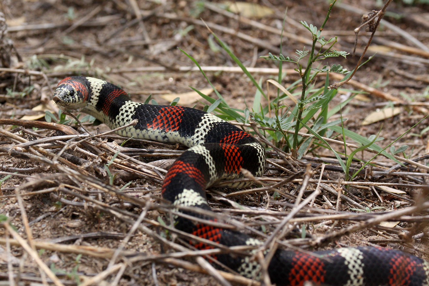 Xenodon semicinctus (Duméril, Bibron & Duméril, 1854)
