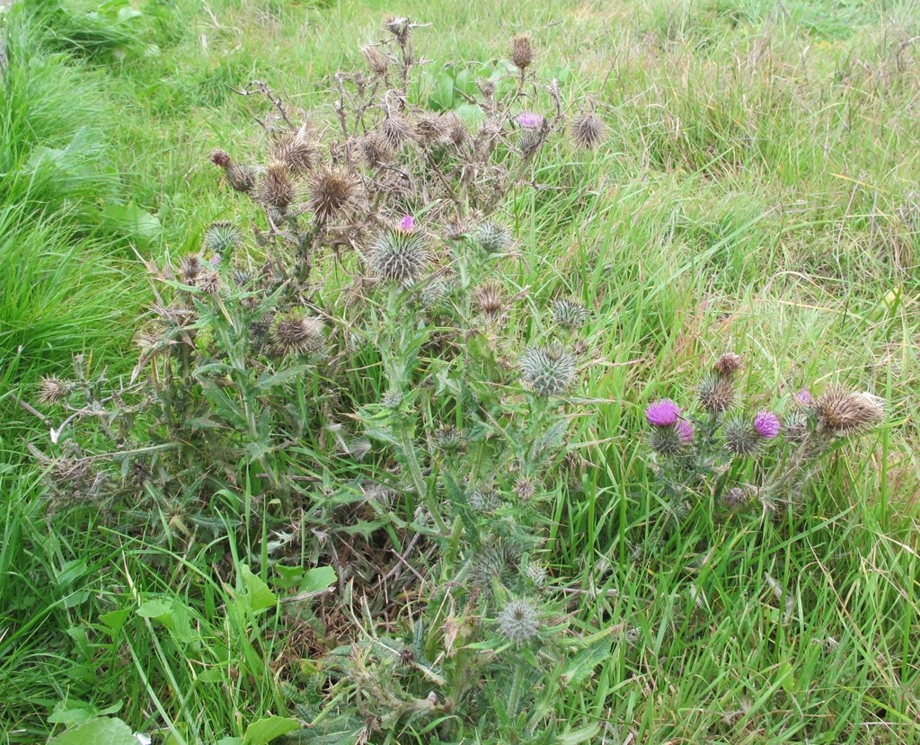 Cardo de Toro (Cirsium vulgare) (Guía de malezas invasoras de Cambria ...