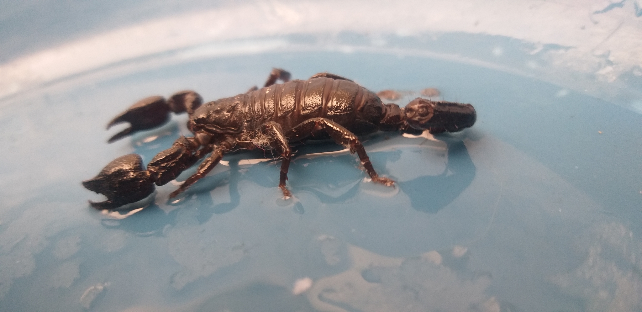 Teuthraustes Simon, 1878