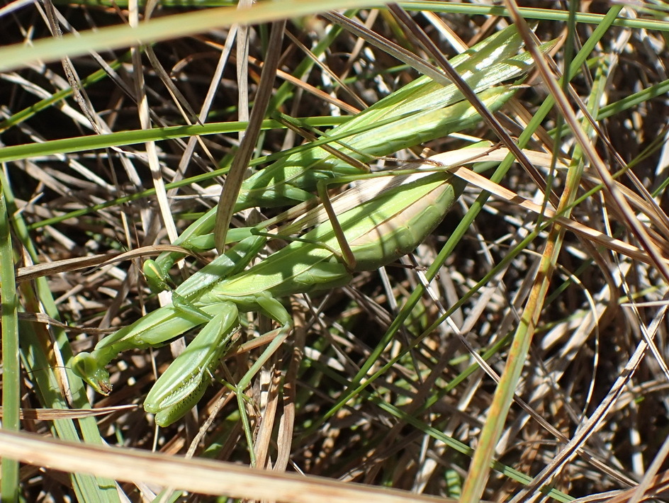 Paramantis sacra Thunberg, 1815