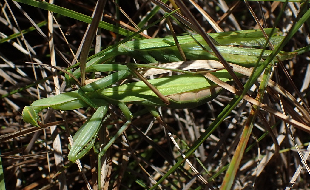 Paramantis sacra Thunberg, 1815