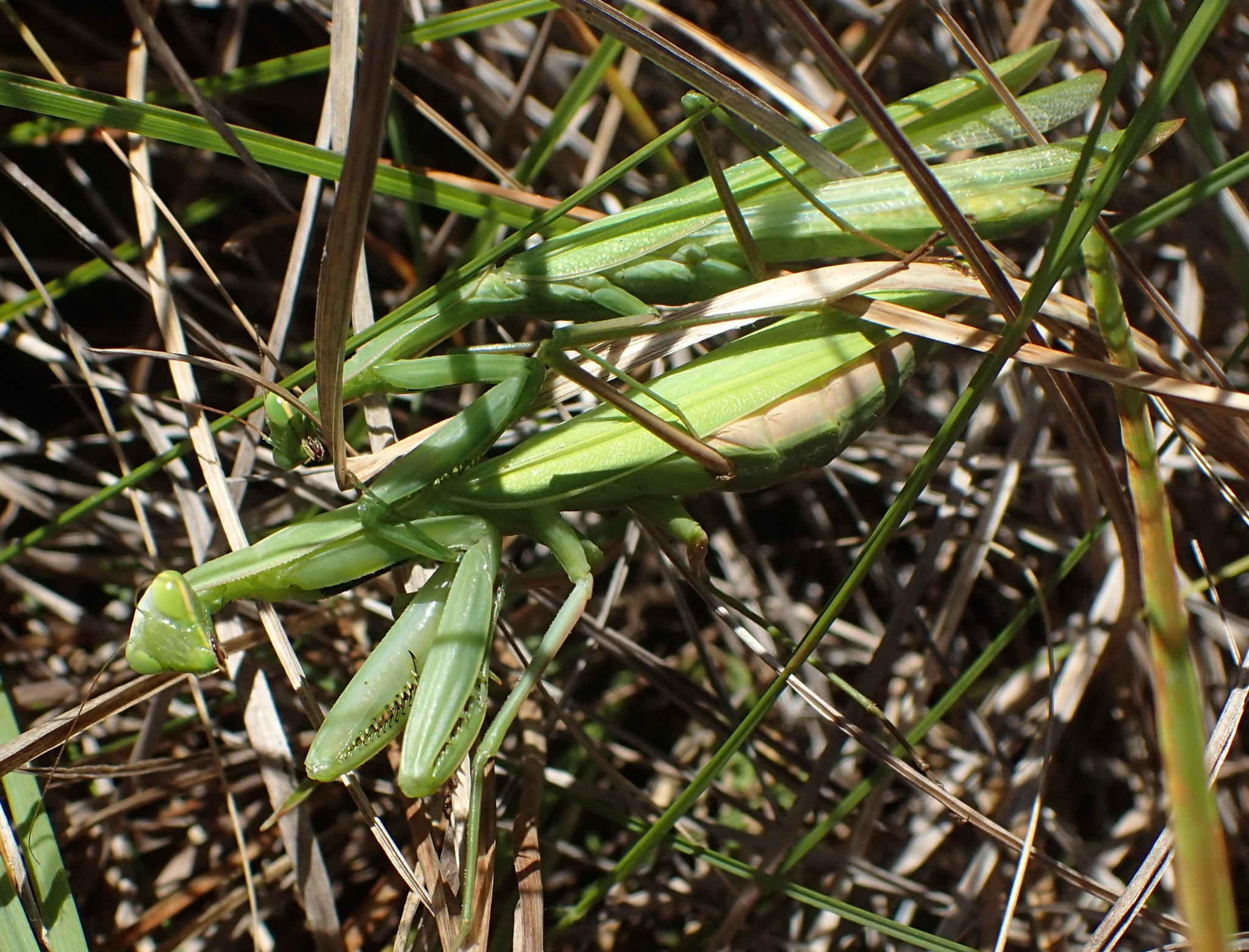 Paramantis sacra Thunberg, 1815