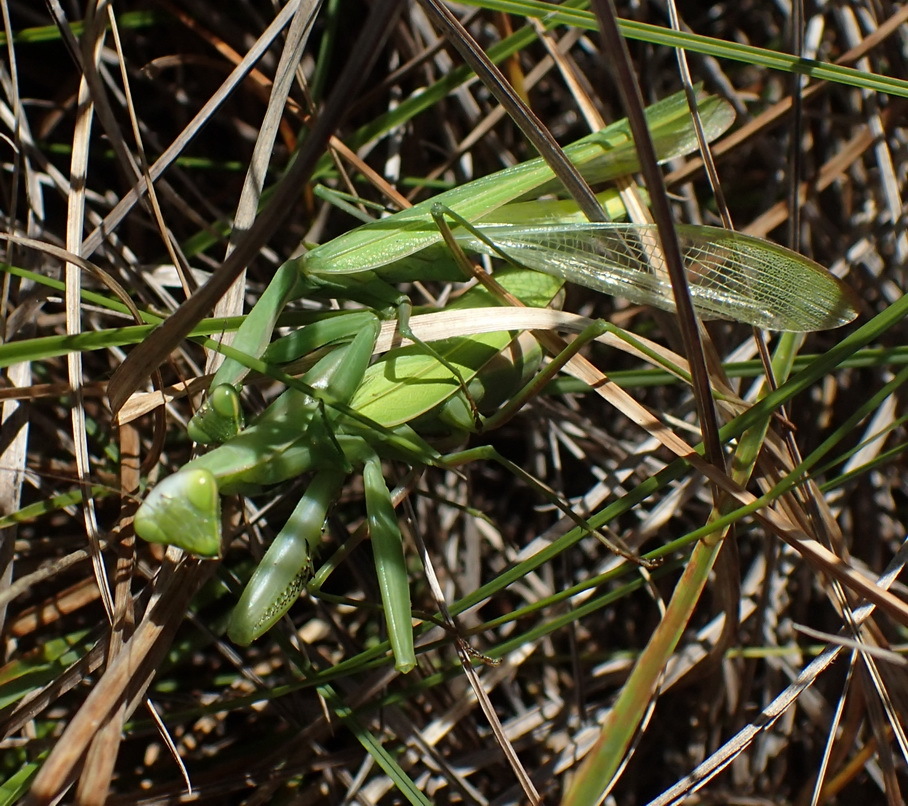 Paramantis sacra Thunberg, 1815