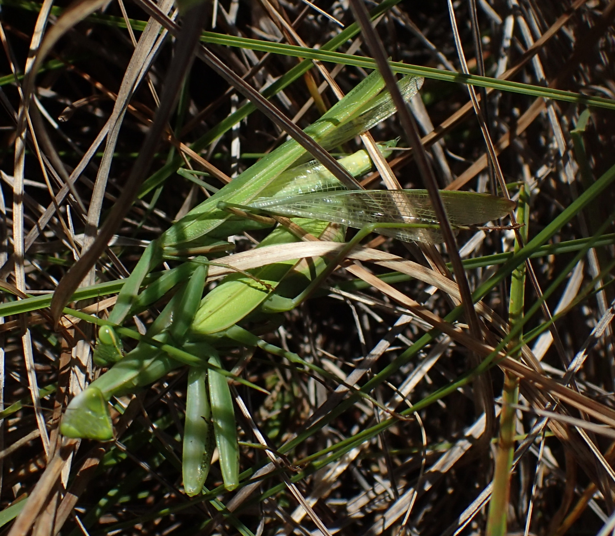 Paramantis sacra Thunberg, 1815