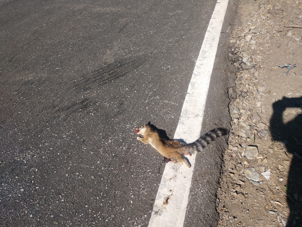 Ringtail from Irwindale, CA 91702, USA on March 26, 2022 at 10:07 AM by ...