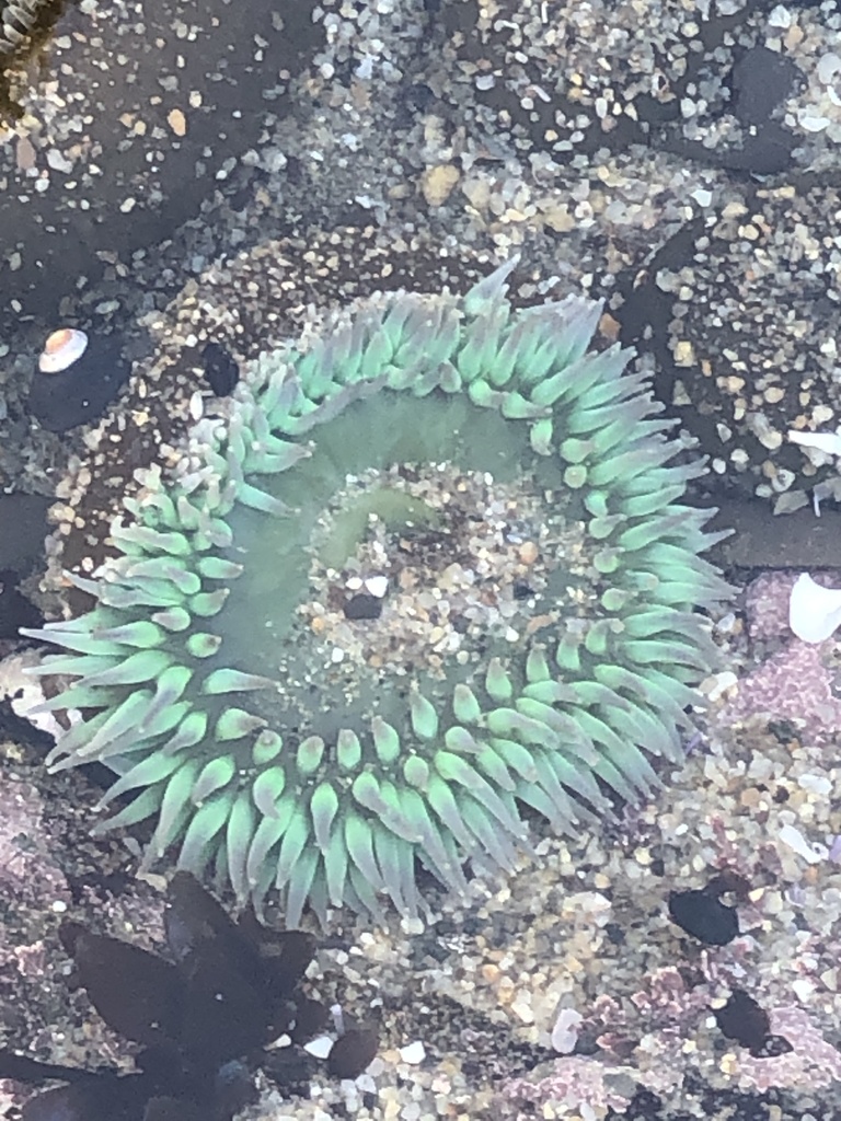 Giant Green Anemone from davenport landing beach on March 25, 2022 at ...