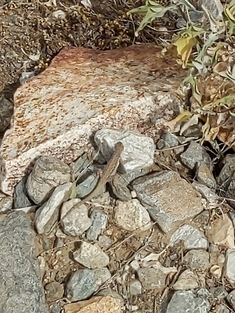 Ornate Tree Lizard in March 2022 by Adam Aslam · iNaturalist