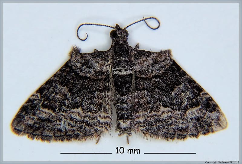 Apple Looper (Lepidoptera of the North Island) · iNaturalist