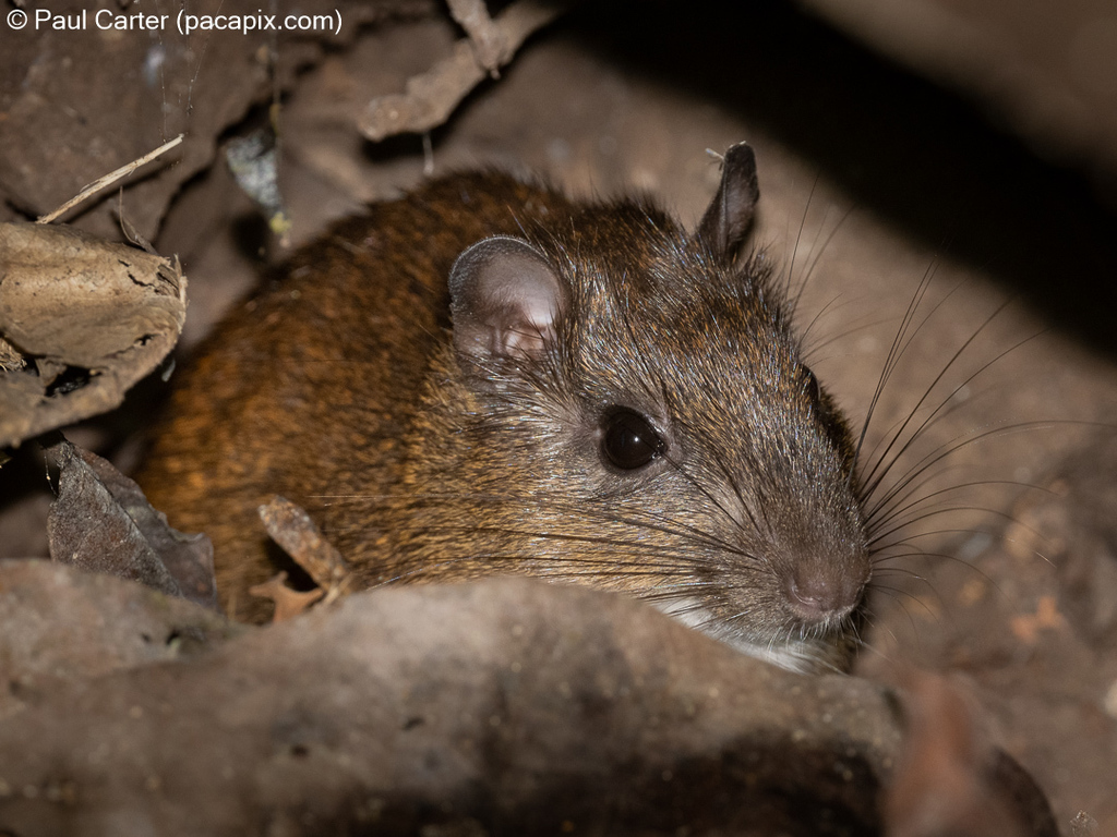 Tome's Spiny Rat from Panama, Plantation Road on February 09, 2022 at ...