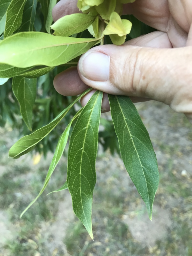 river bushwillow (Combretum erythrophyllum) - Botanical Realm
