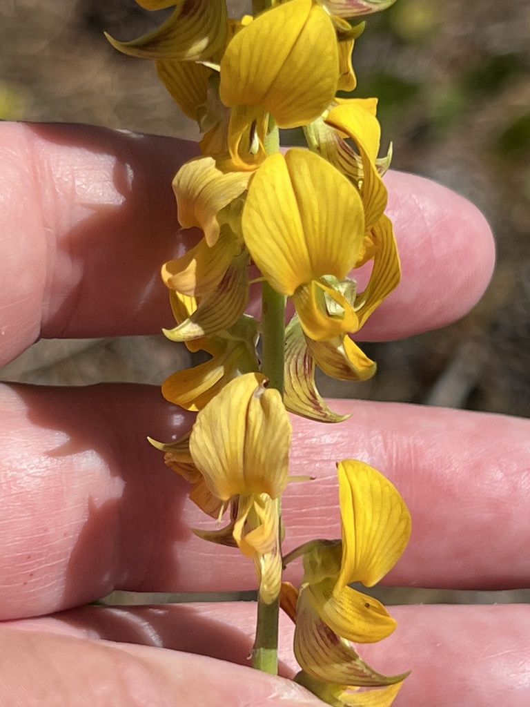 Streaked Rattlepod from Donald Ross Rd, Jupiter, FL, US on March 26 ...