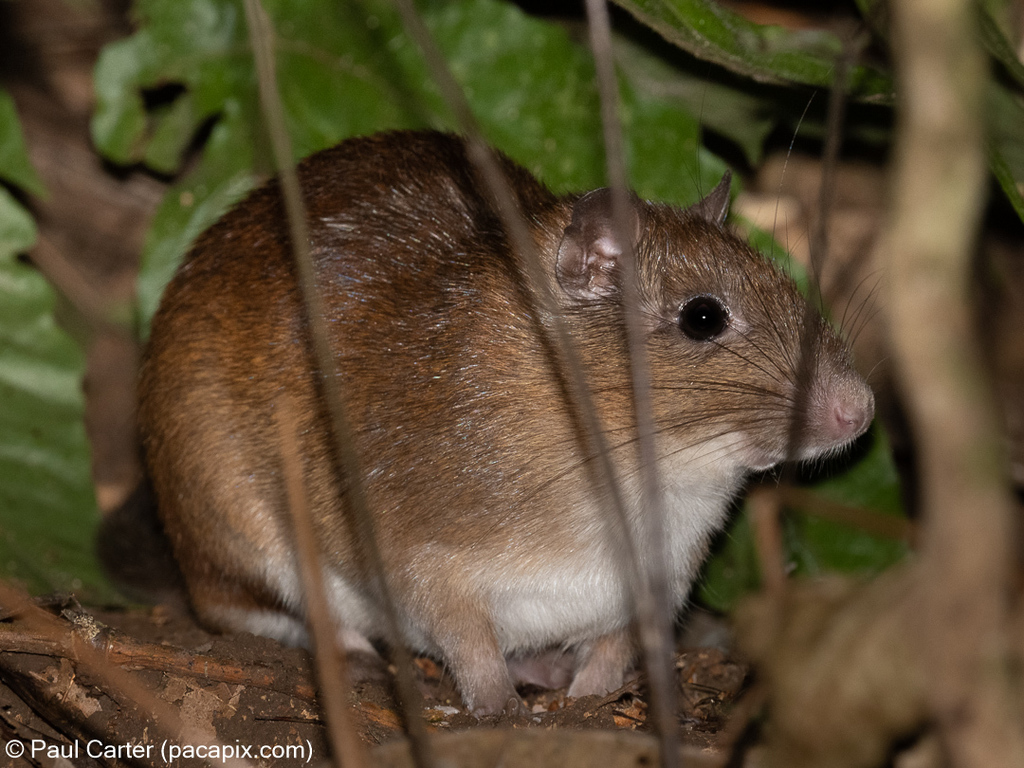 Tome's Spiny Rat from Panama on February 09, 2022 at 09:00 PM by Paul ...