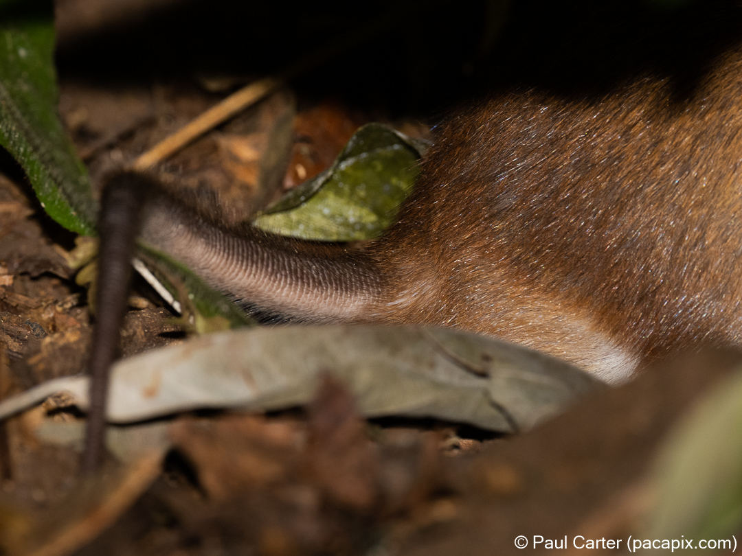 Proechimys semispinosus (Tomes, 1860)