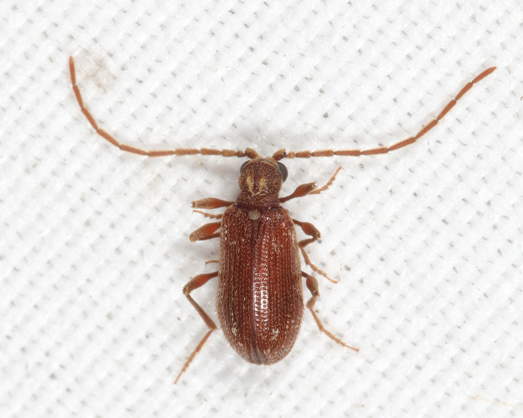 White-marked Spider-beetle from Groton yard, MA, USA on March 25, 2022 ...