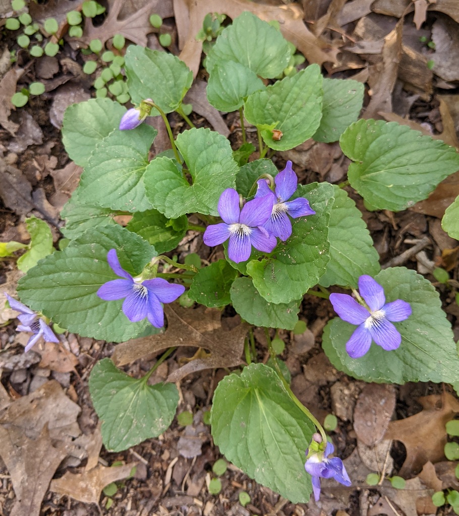 common blue violet from Barton Hills, Austin, TX, USA on March 26, 2022 ...