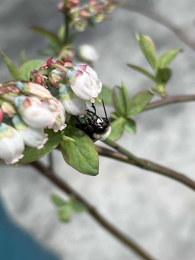 Blueberry Digger Bee from County Road 511, Sidon, MS, US on March 26 ...