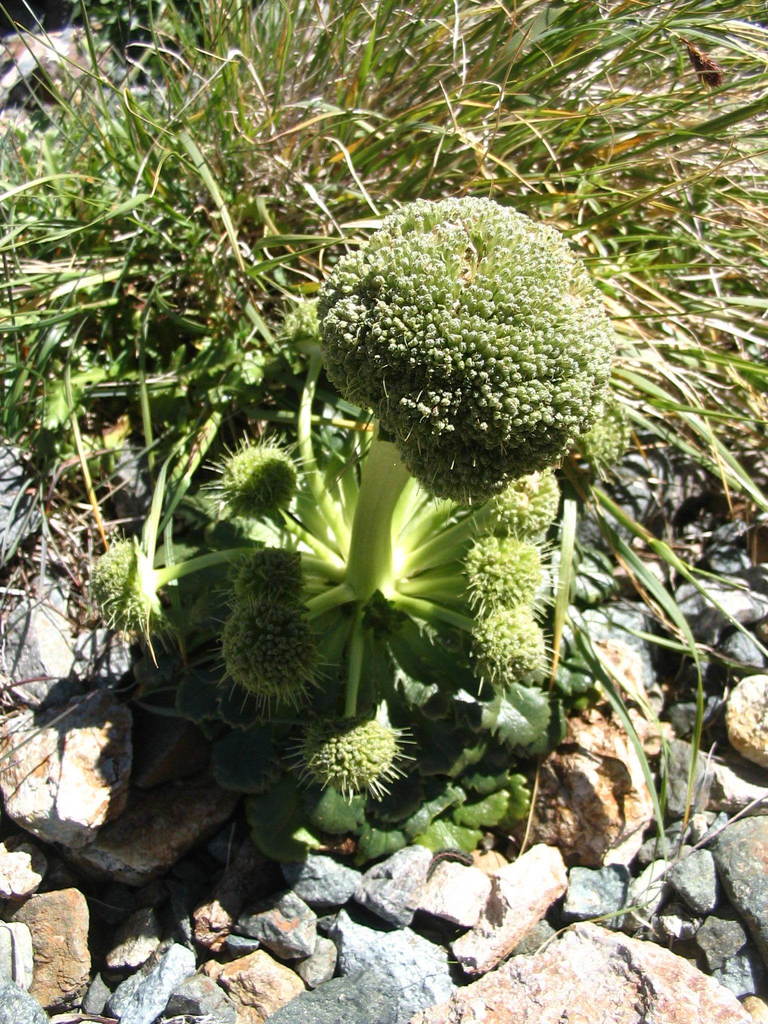 calycera family (Calyceraceae) - Botanical Realm