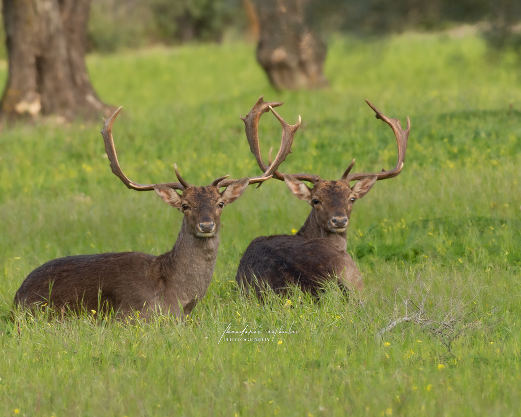 European Fallow Deer from Southern Aegean, Greece on March 6, 2021 at ...