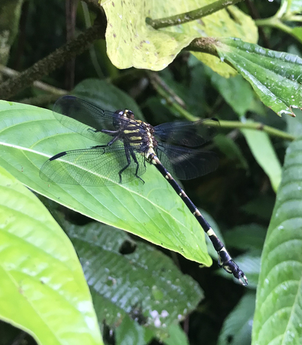 Phyllogomphoides burgosi · iNaturalist Mexico