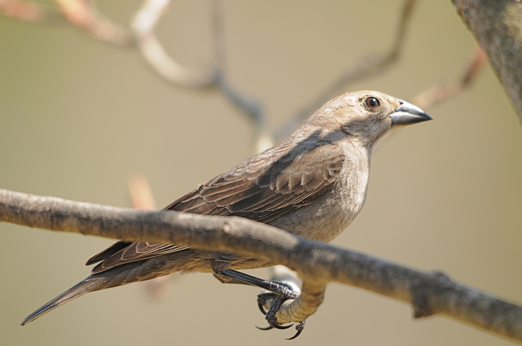 Brown-headed Cowbird (Common Birds of Pittsburgh Parks) · iNaturalist