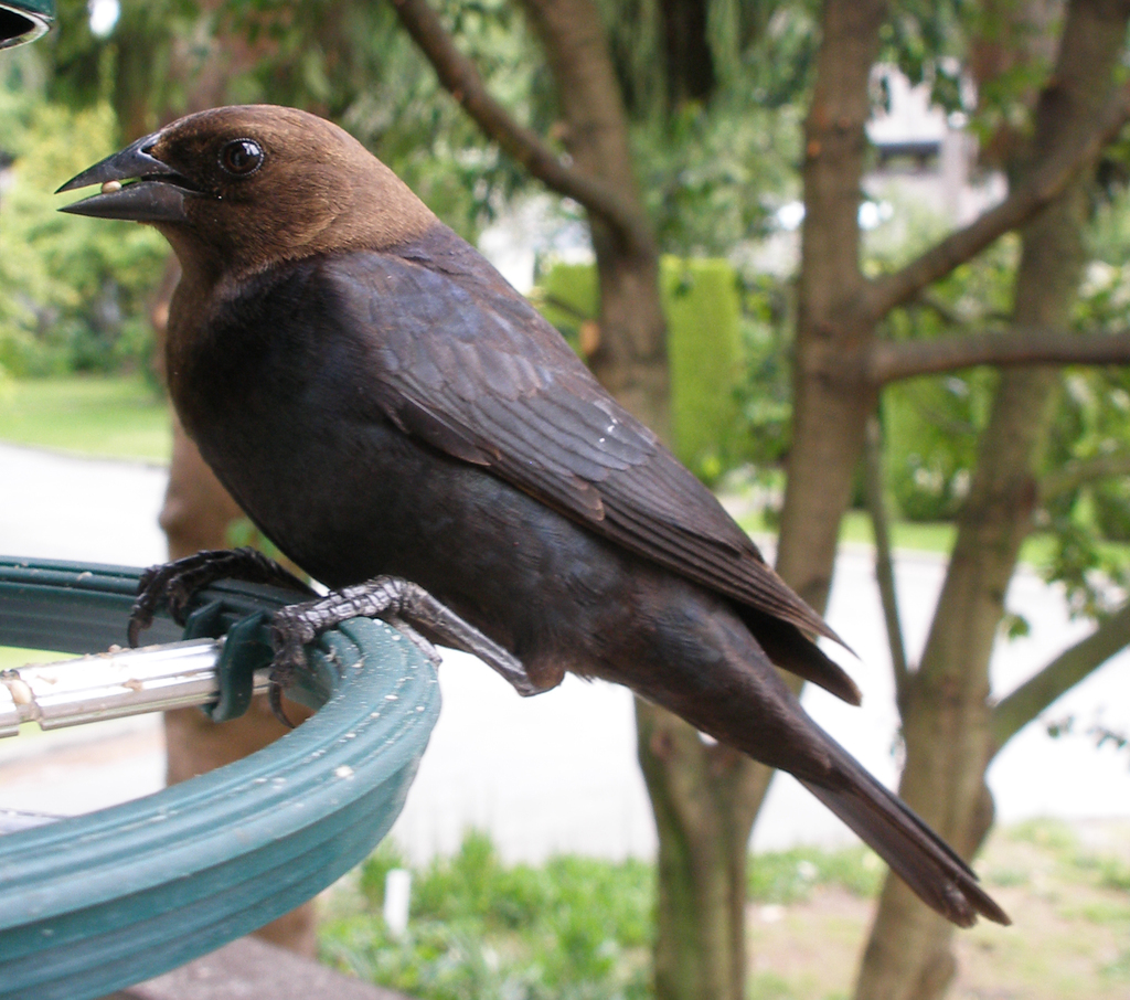 Brown-headed Cowbird (Common Birds of Pittsburgh Parks) · iNaturalist