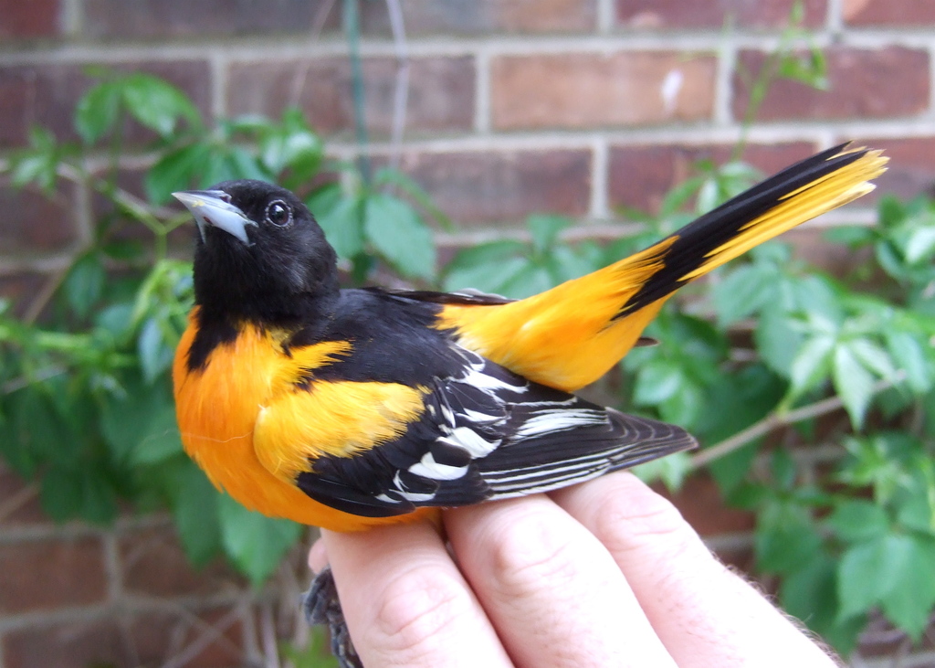 Baltimore Oriole (Common Birds of Pittsburgh Parks) · iNaturalist