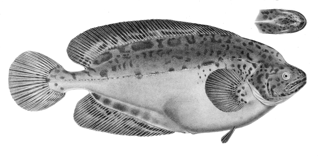 Ragfish (Icosteus aenigmaticus) - Marine Life Identification