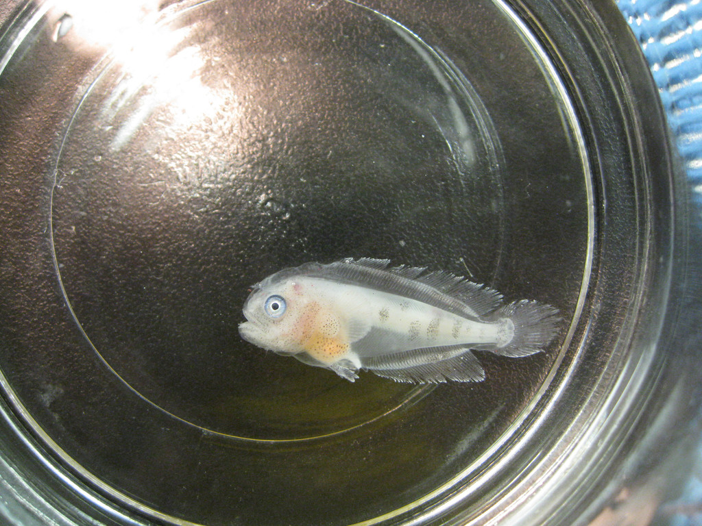Ragfish (Icosteus aenigmaticus) - Marine Life Identification
