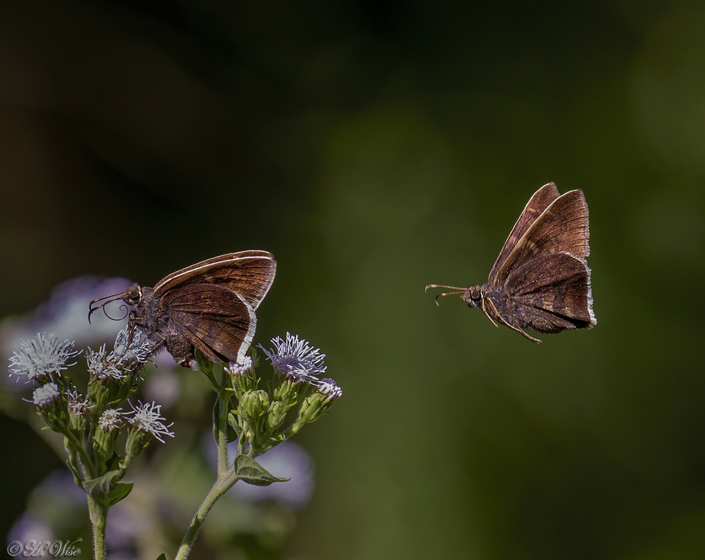 Coyote Cloudywing from 3333 Butterfly Park, Mission, TX 78572, USA ...