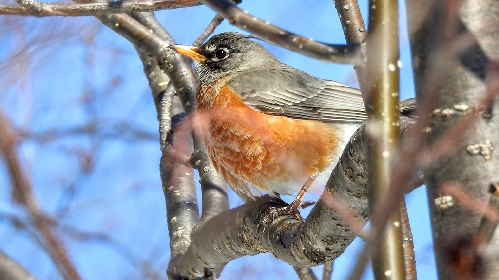 American Robin from Temperance River, Cook, Minnesota, United States on ...