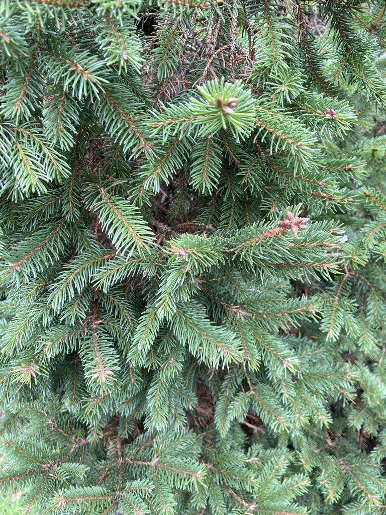 spruces from Beacon Hill Park, Victoria, BC, CA on March 26, 2022 at 02 ...