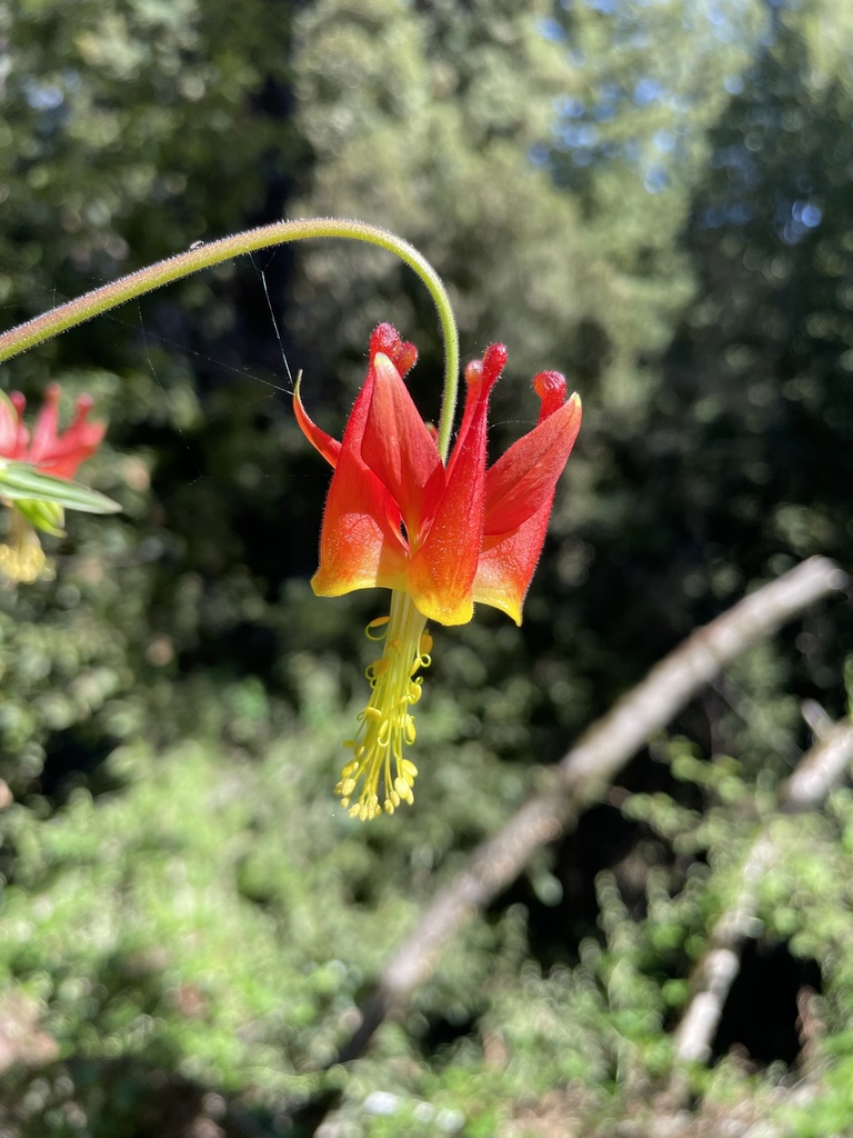 western columbine from Santa Cruz County, US-CA, US on March 26, 2022 ...