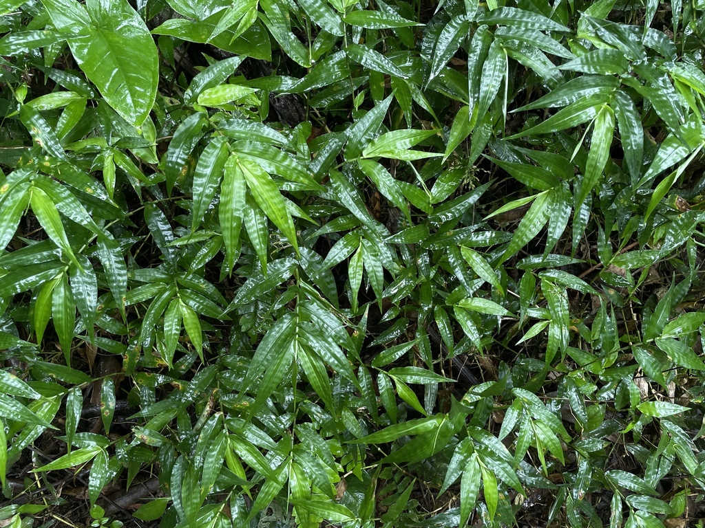 Ichnanthus pallens from El Yunque National Forest, Río Grande, Puerto ...