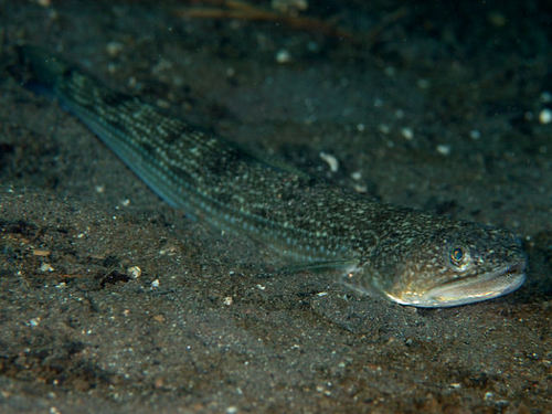 Saurida elongata · Naturalista Costa Rica