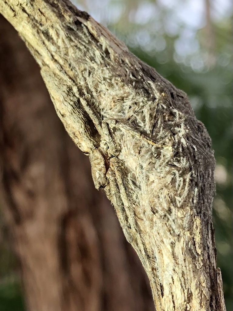 Bark Huntsmen from Andoom Rd, Trunding, QLD, AU on March 27, 2022 at 08 ...