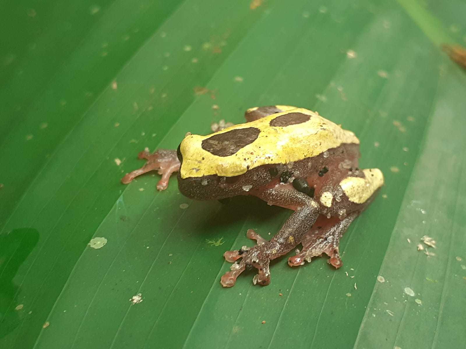 Dendropsophus leucophyllatus (Beireis, 1783)