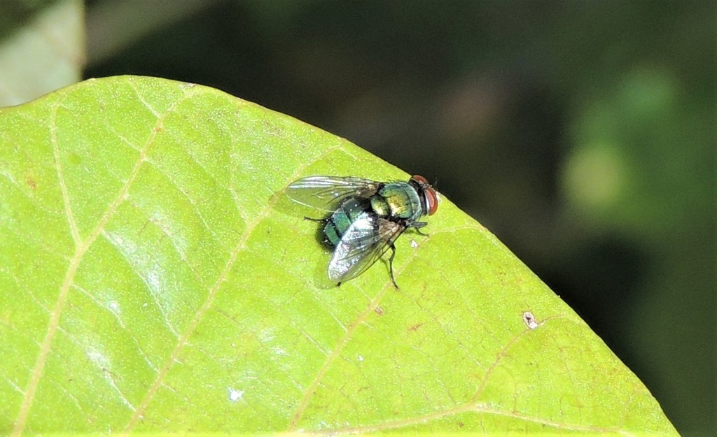 Common European Greenbottle Fly from Strathdickie QLD 4800, Australia ...
