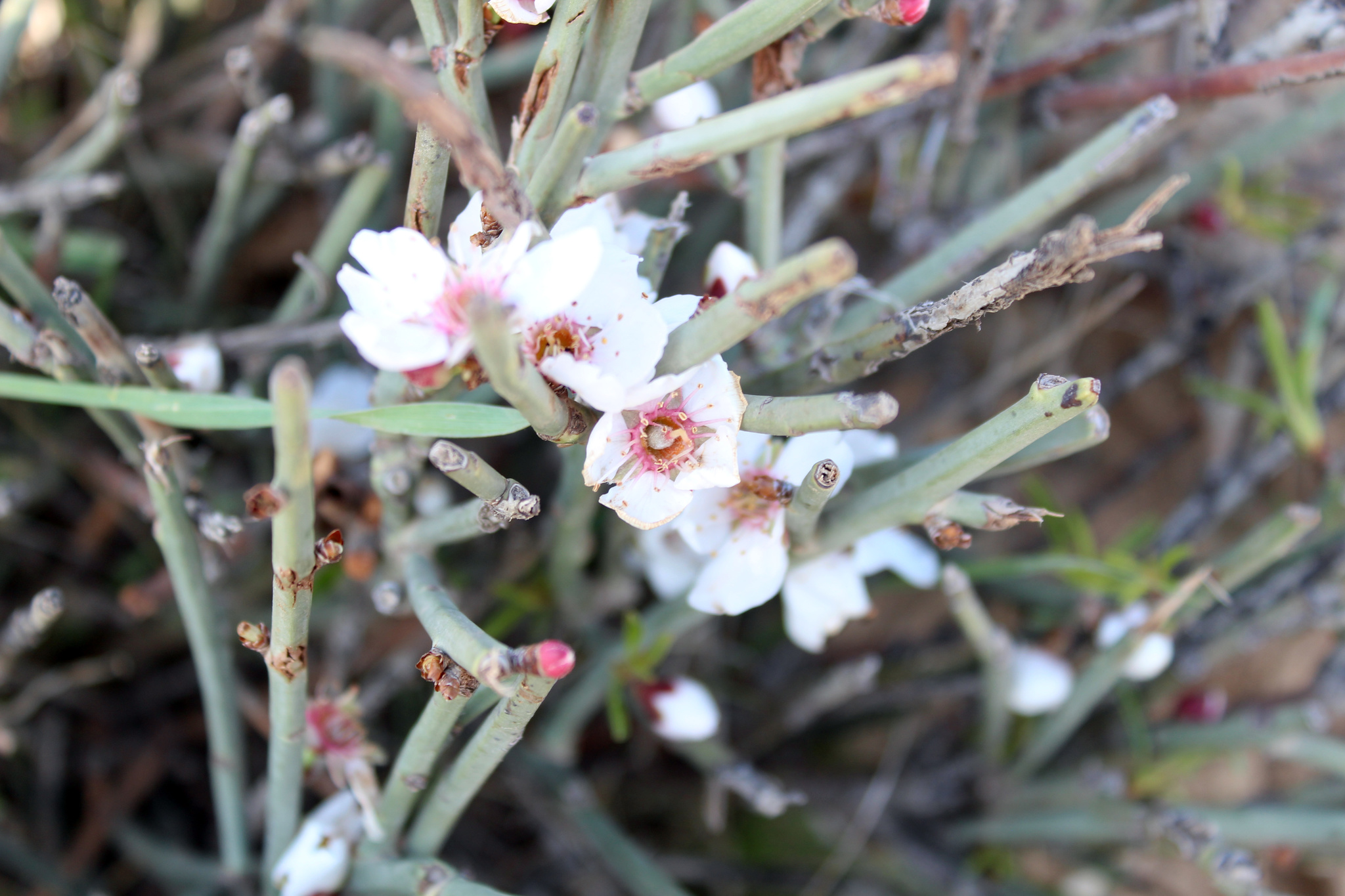 Prunus arabica (Oliv.) Meikle