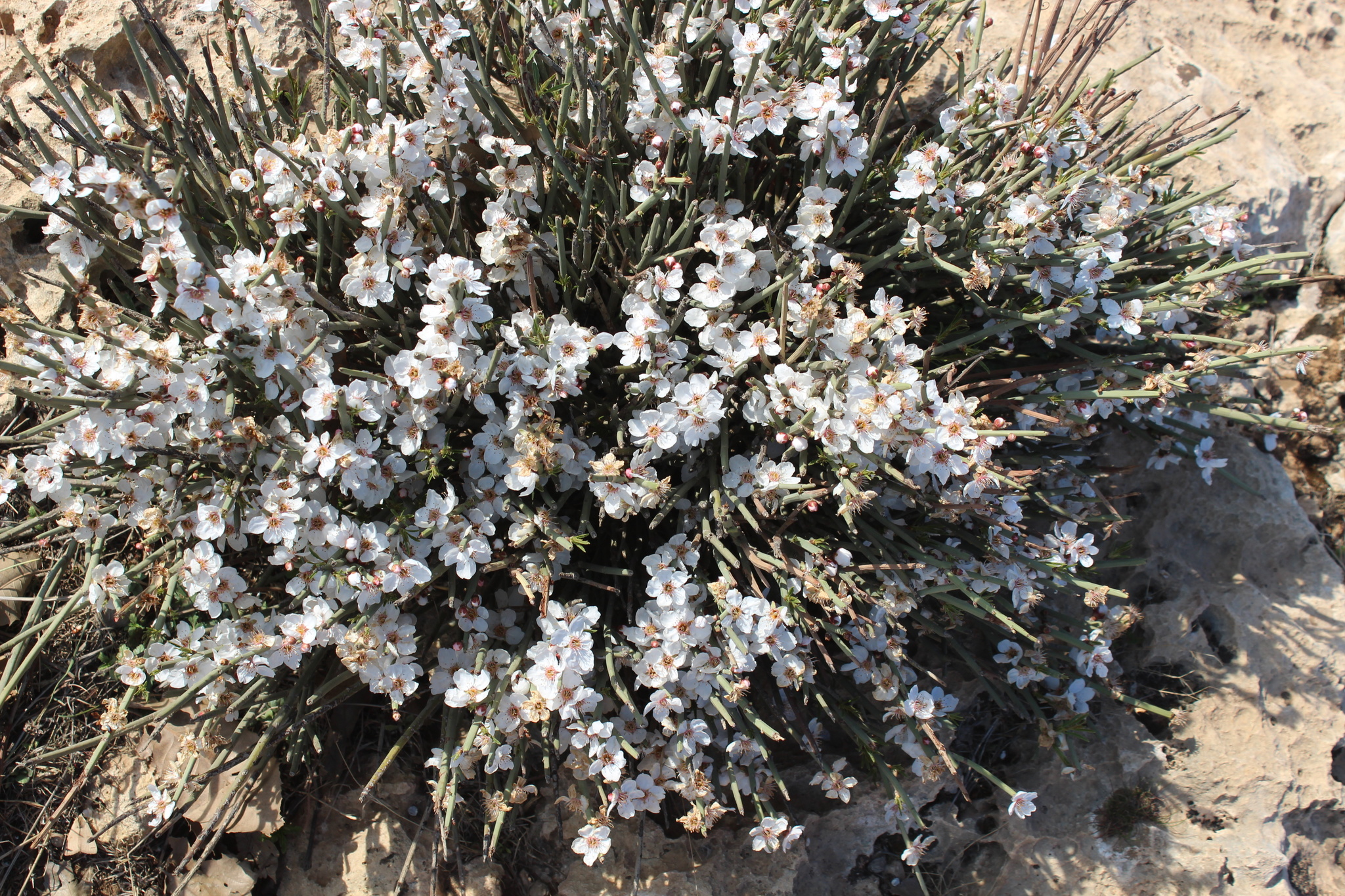 Prunus arabica (Oliv.) Meikle