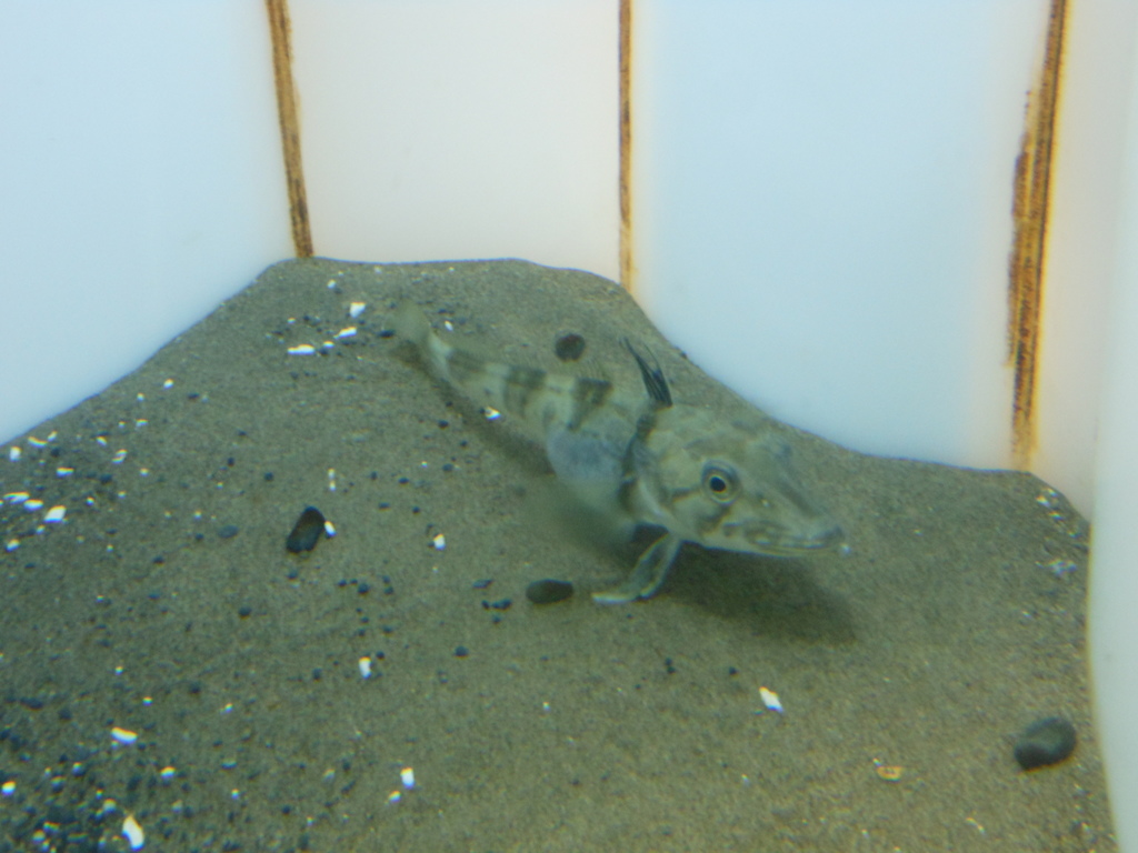 Ocellated icefish (Chionodraco rastrospinosus) - Marine Life Identification