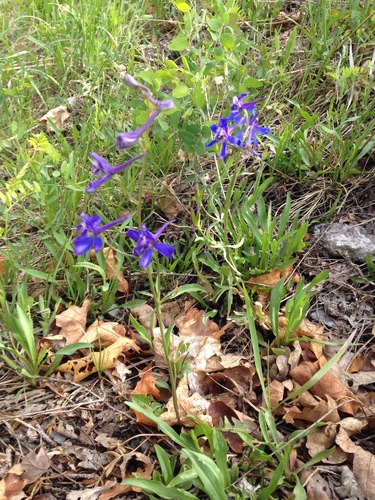 Subspecies Delphinium nuttallianum nelsonii · iNaturalist United Kingdom