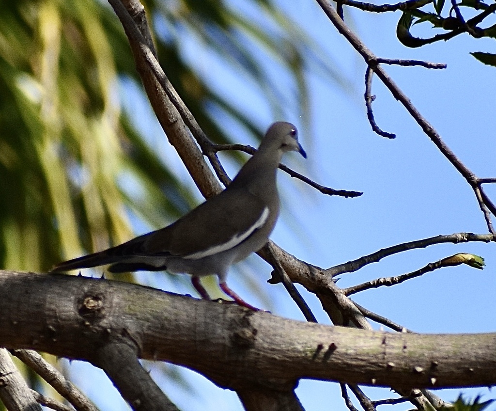 White-winged Dove from Provincia de Santiago de Cuba, CU on March 15 ...
