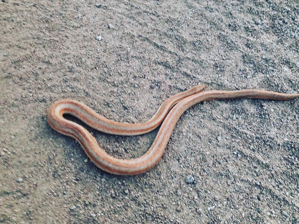 Coastal Rosy Boa in March 2022 by circlique. Seen in Death Valley’s ...