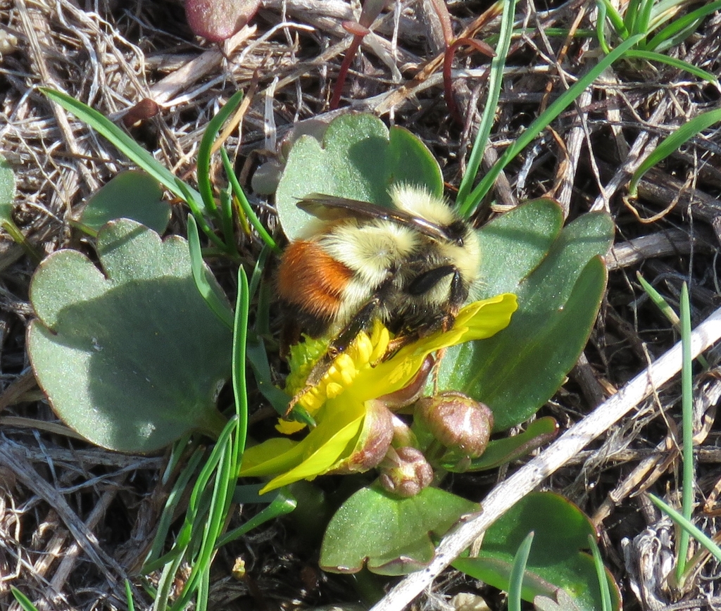 Great Basin Bumble Bee from Okanogan County, WA, USA on March 26, 2022 ...