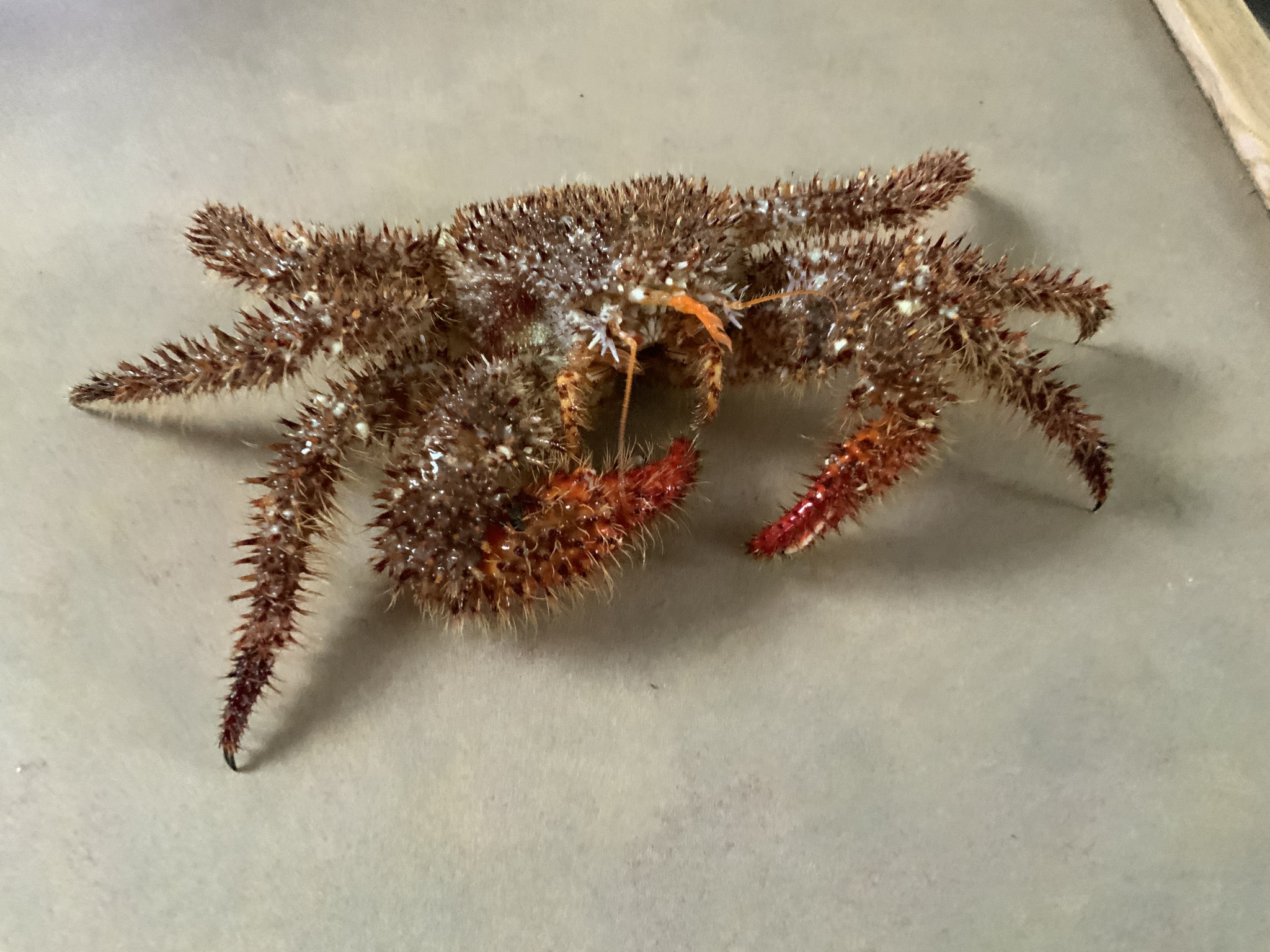 Acantholithodes hispidus (Stimpson, 1860)